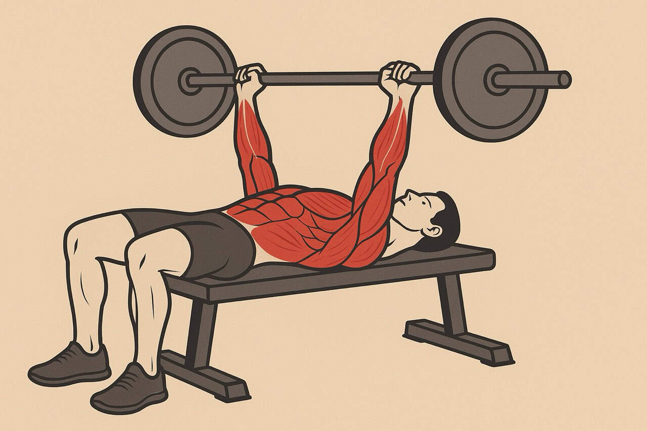 Bench Press 101: Understanding the Muscles Targeted - Coach